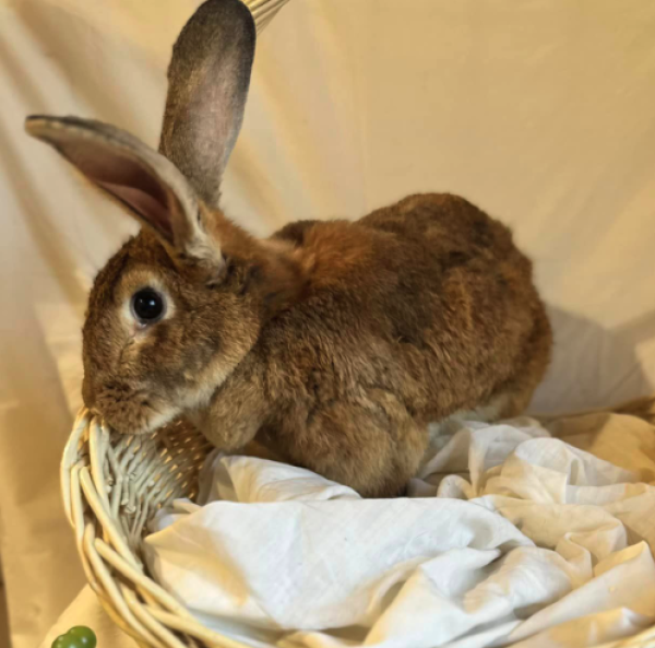 RABBIT ANGELS RABBIT RESCUE