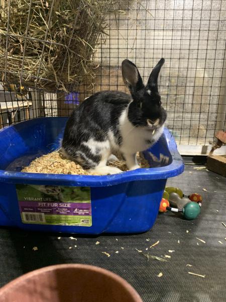 RABBIT ANGELS RABBIT RESCUE