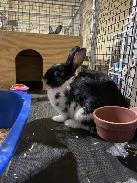 RABBIT ANGELS RABBIT RESCUE