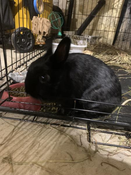 RABBIT ANGELS RABBIT RESCUE