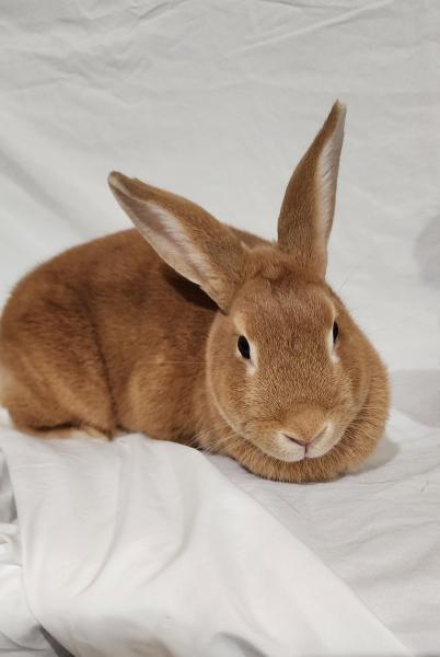 RABBIT ANGELS RABBIT RESCUE