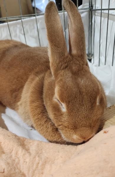 RABBIT ANGELS RABBIT RESCUE
