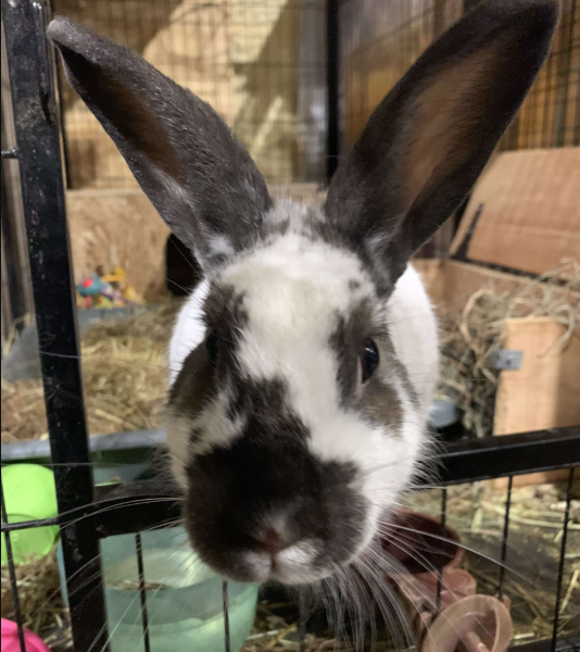 RABBIT ANGELS RABBIT RESCUE