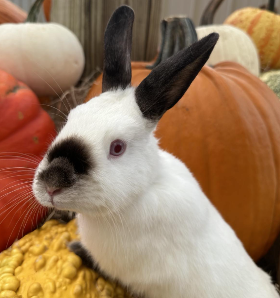 RABBIT ANGELS RABBIT RESCUE
