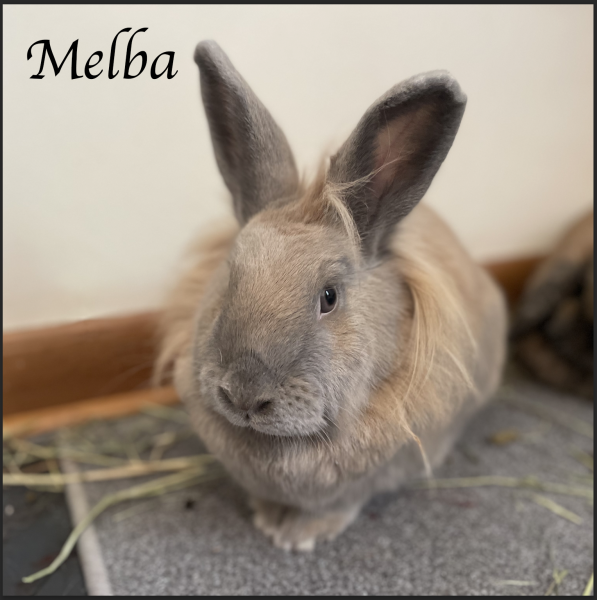 RABBIT ANGELS RABBIT RESCUE