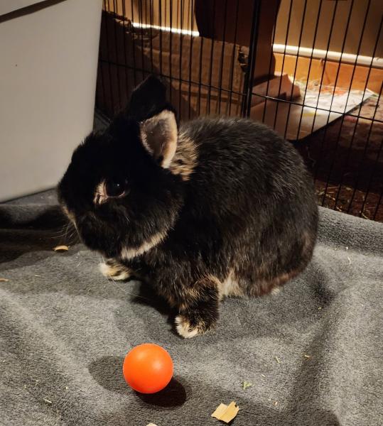 RABBIT ANGELS RABBIT RESCUE