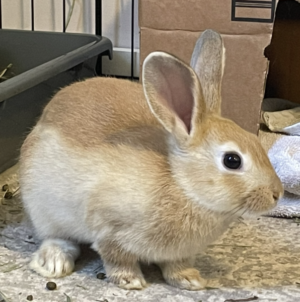 RABBIT ANGELS RABBIT RESCUE