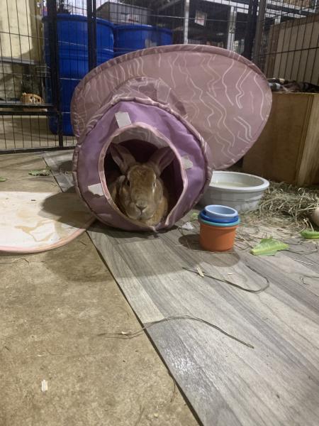 RABBIT ANGELS RABBIT RESCUE