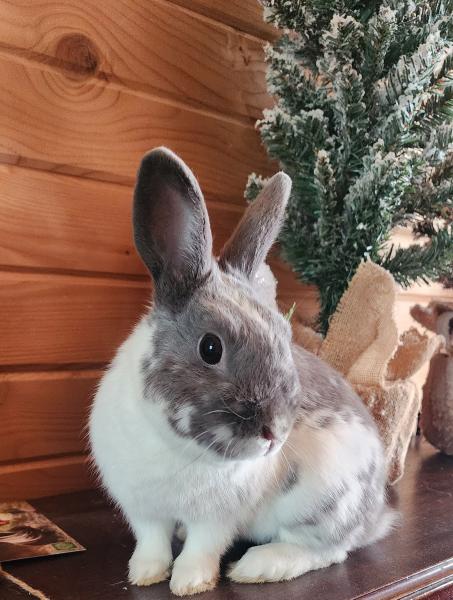 RABBIT ANGELS RABBIT RESCUE