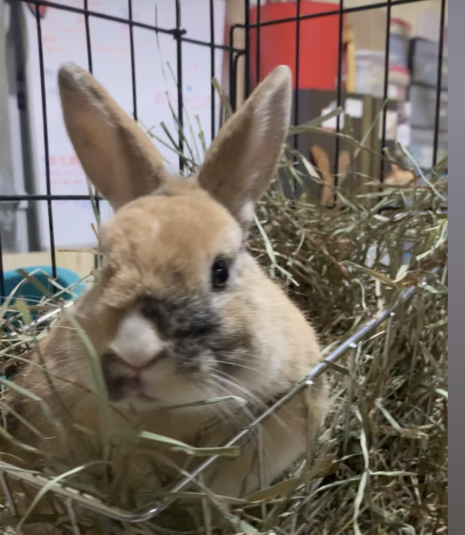 RABBIT ANGELS RABBIT RESCUE