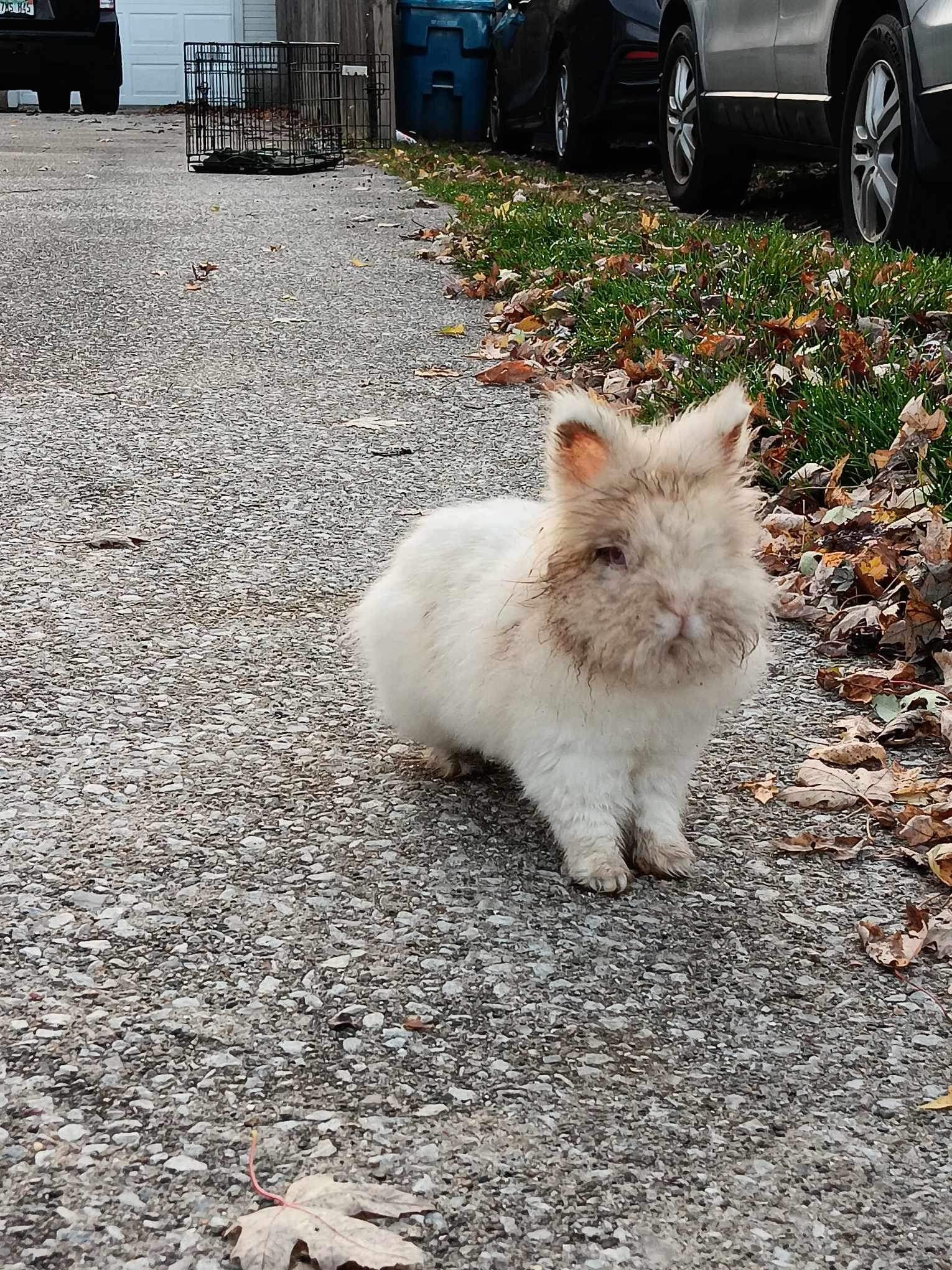 RABBIT ANGELS RABBIT RESCUE