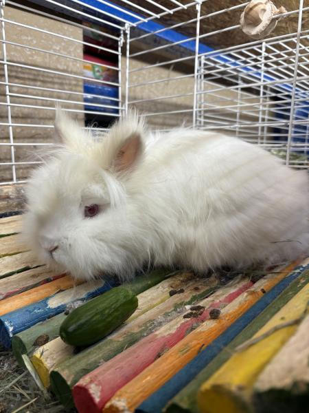 RABBIT ANGELS RABBIT RESCUE