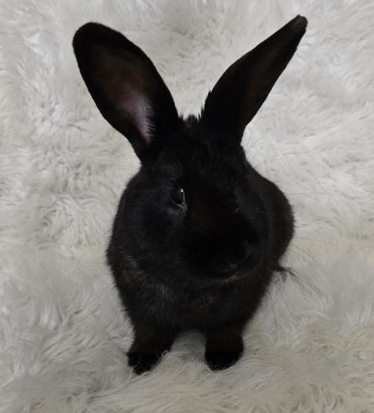 RABBIT ANGELS RABBIT RESCUE