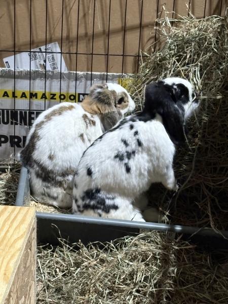 RABBIT ANGELS RABBIT RESCUE