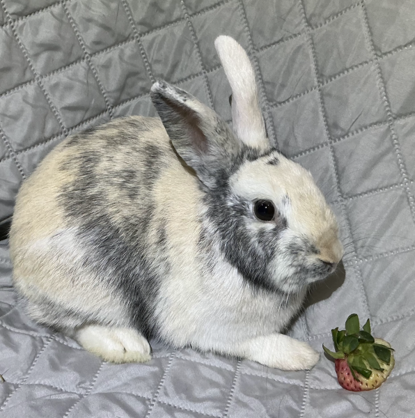 RABBIT ANGELS RABBIT RESCUE