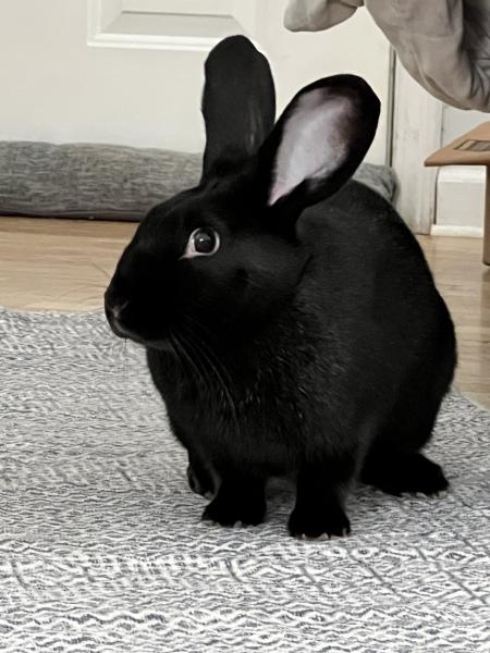 RABBIT ANGELS RABBIT RESCUE